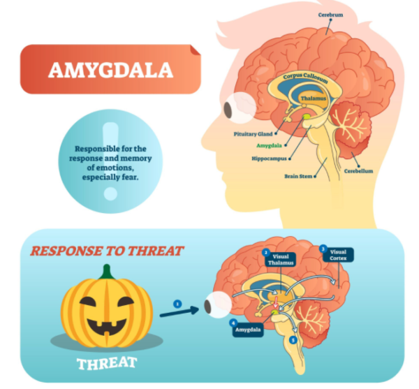 Is your Amygdala hijacking your sales plan? – The Fusebox